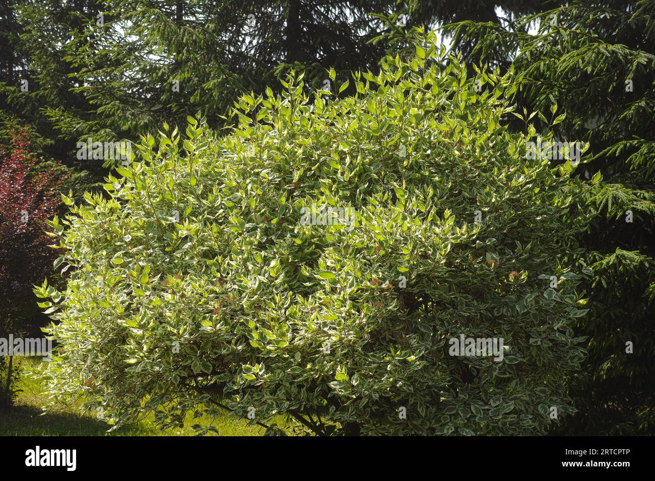 Cornus sericea pflanze -Fotos und -Bildmaterial in hoher Auflösung – Alamy