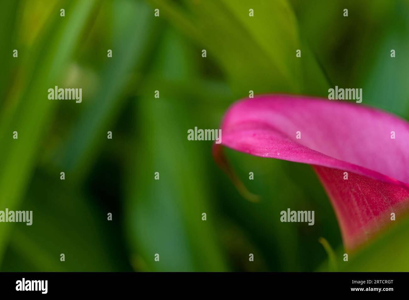 Pink calla lily -Fotos und -Bildmaterial in hoher Auflösung – Alamy