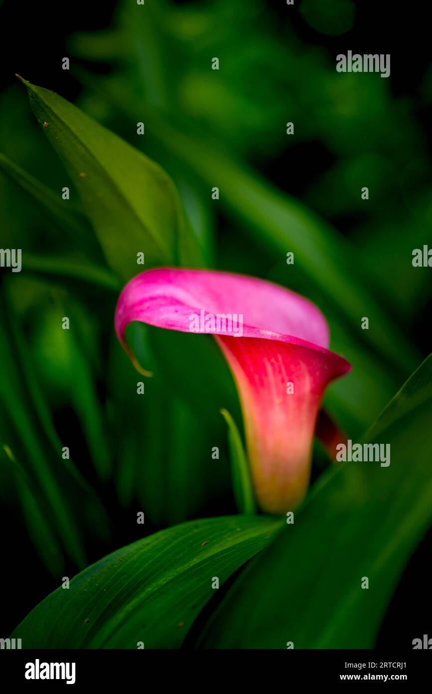 Pink calla lily -Fotos und -Bildmaterial in hoher Auflösung – Alamy