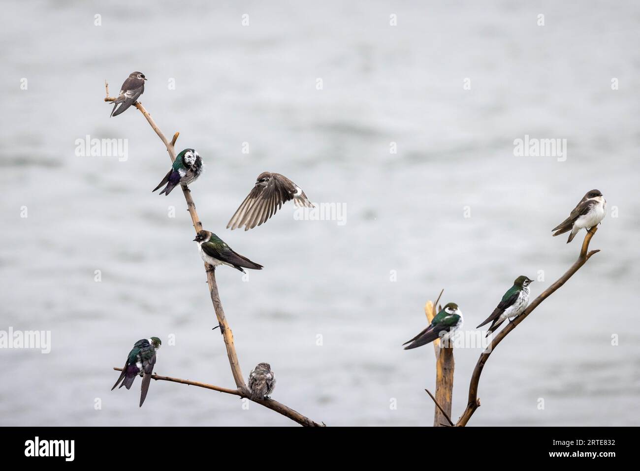 Emily stevens teich -Fotos und -Bildmaterial in hoher Auflösung – Alamy