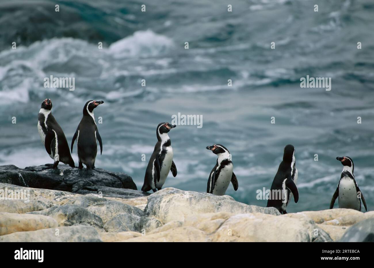 Kolonie pan de azucar -Fotos und -Bildmaterial in hoher Auflösung – Alamy