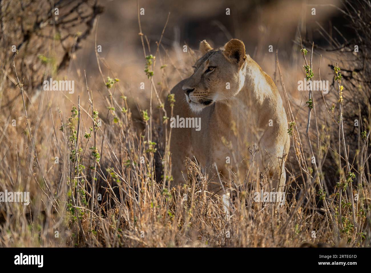 Porträt einer Löwin (Panthera leo), die in den dicken Büschen steht ...