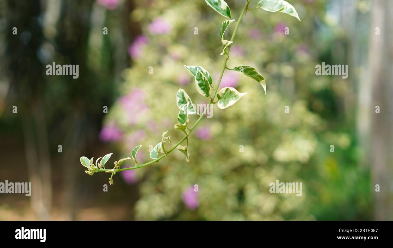 Sorten von bougainvillea -Fotos und -Bildmaterial in hoher Auflösung ...