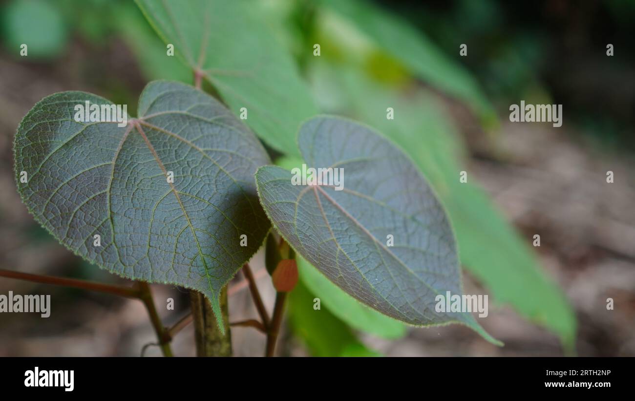 Blatt Herzformig Gezackt