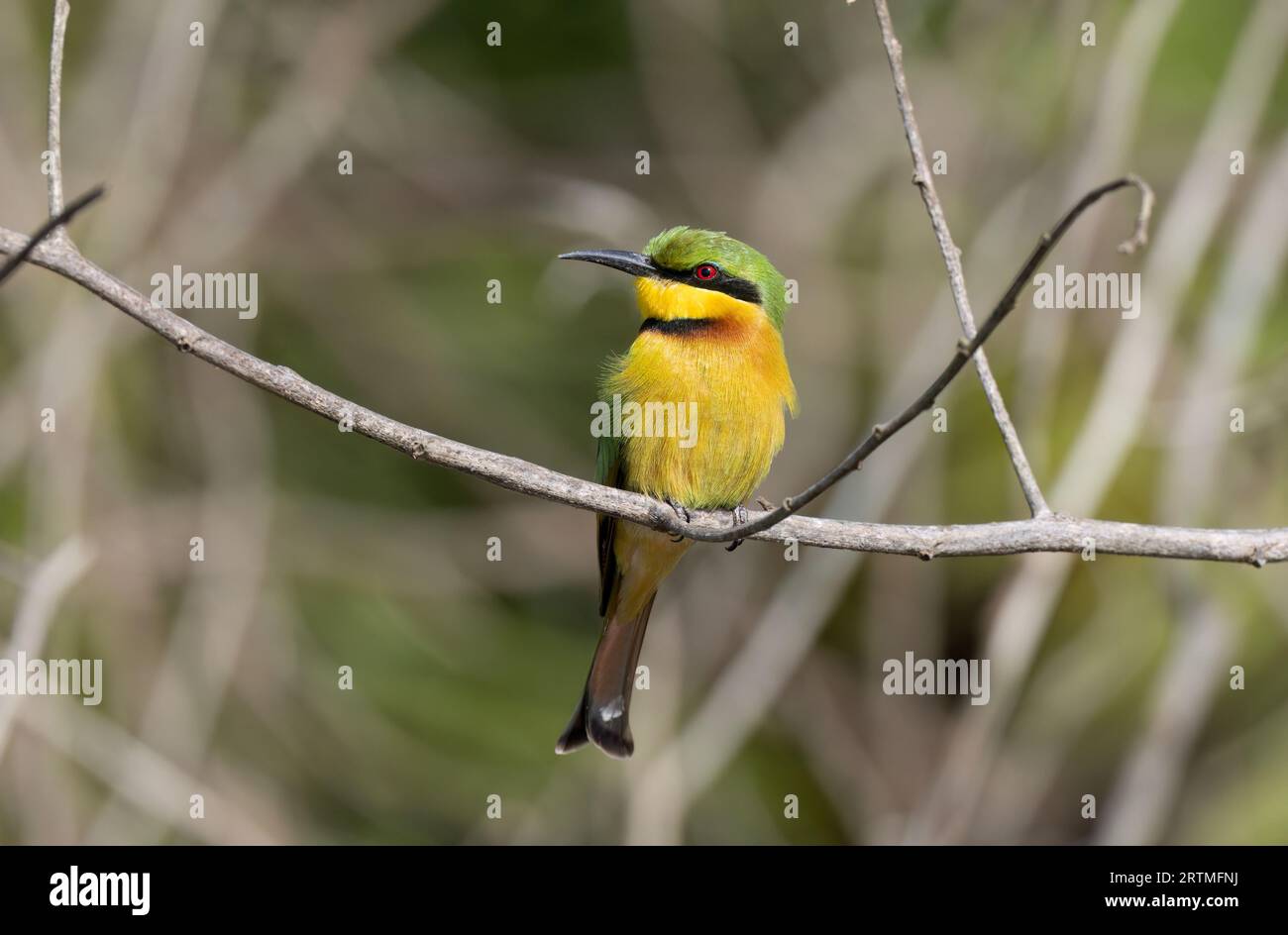 Poor eater -Fotos und -Bildmaterial in hoher Auflösung – Alamy