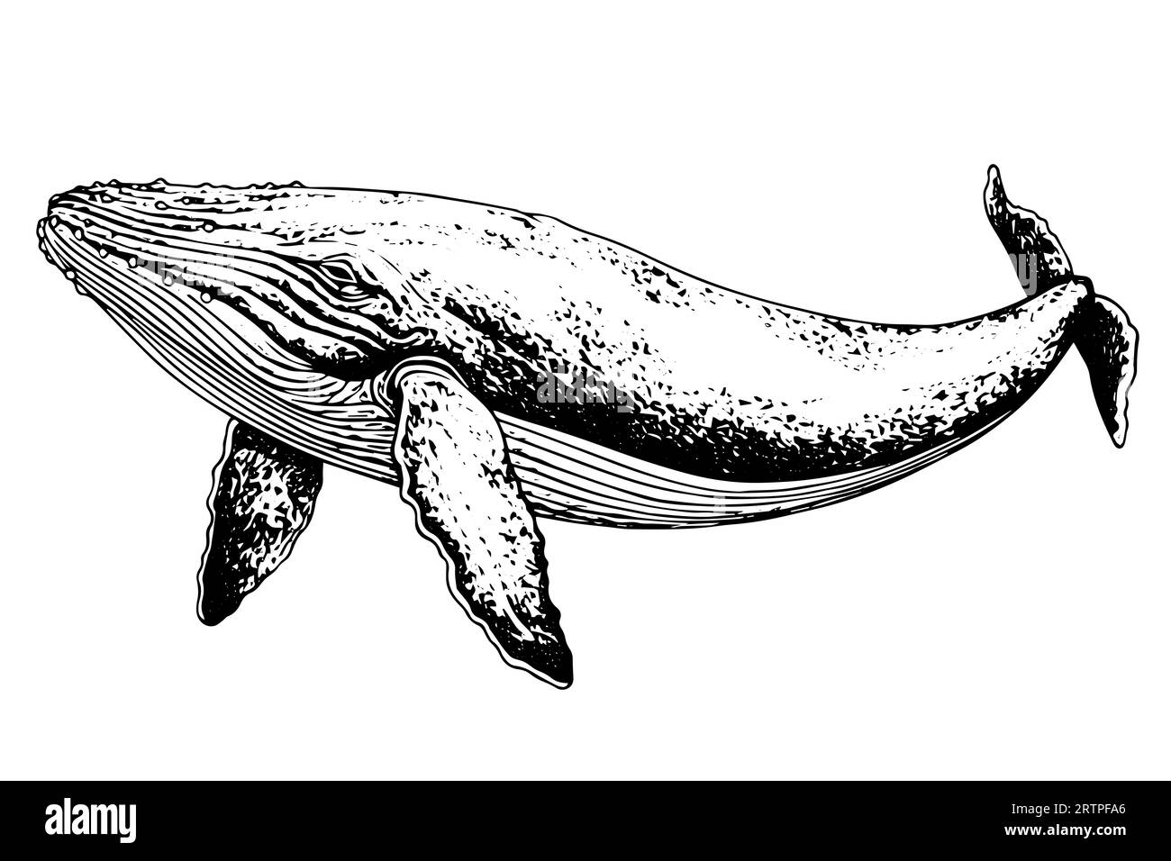 Wal Wassertier Hand gezeichnet in Skizze. Gravur Vintage Vektor ...