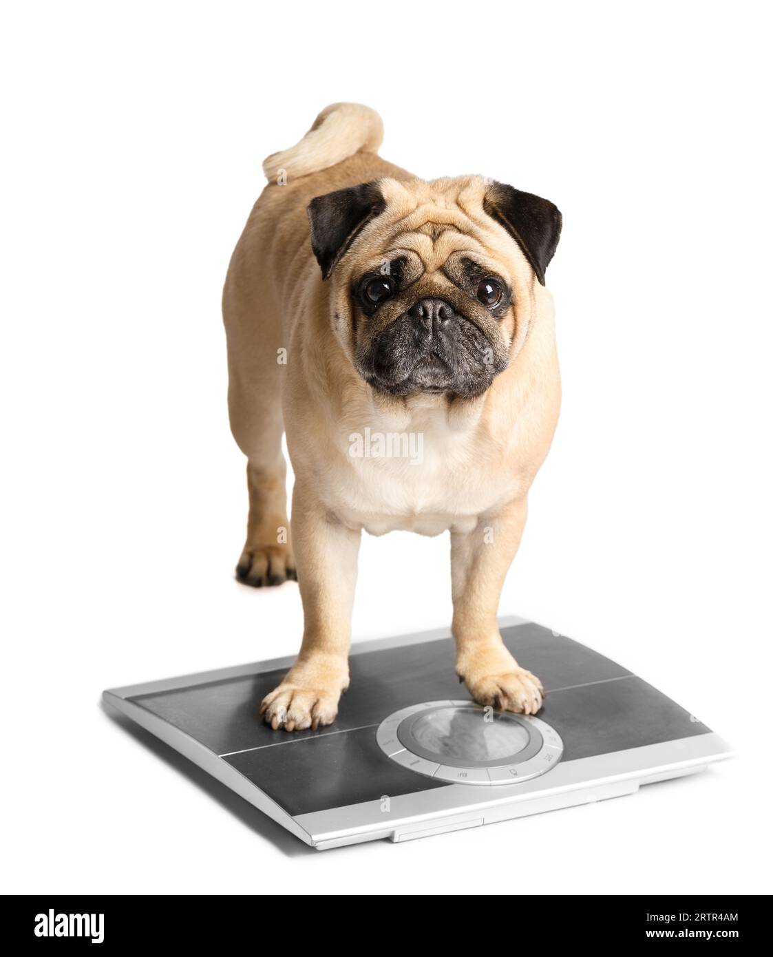 Mops lustig -Fotos und -Bildmaterial in hoher Auflösung – Alamy