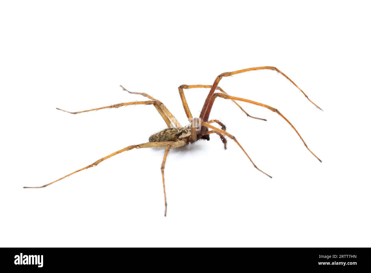 Trichter web spinnen Ausgeschnittene Stockfotos und -bilder - Alamy