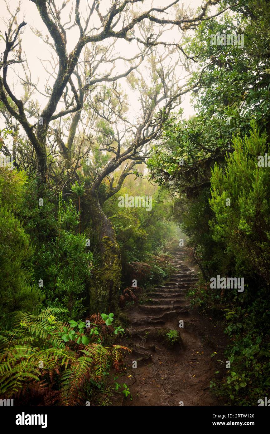 Malerischer Blick auf einen Pfad durch den Fanal-Wald auf Madeira ...