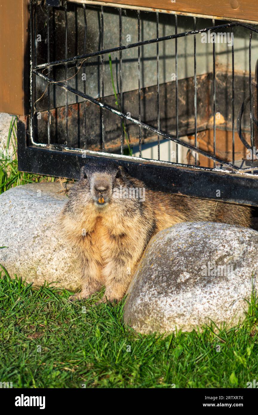 Murmeltier blickt in die kamera -Fotos und -Bildmaterial in hoher Auflösung – Alamy