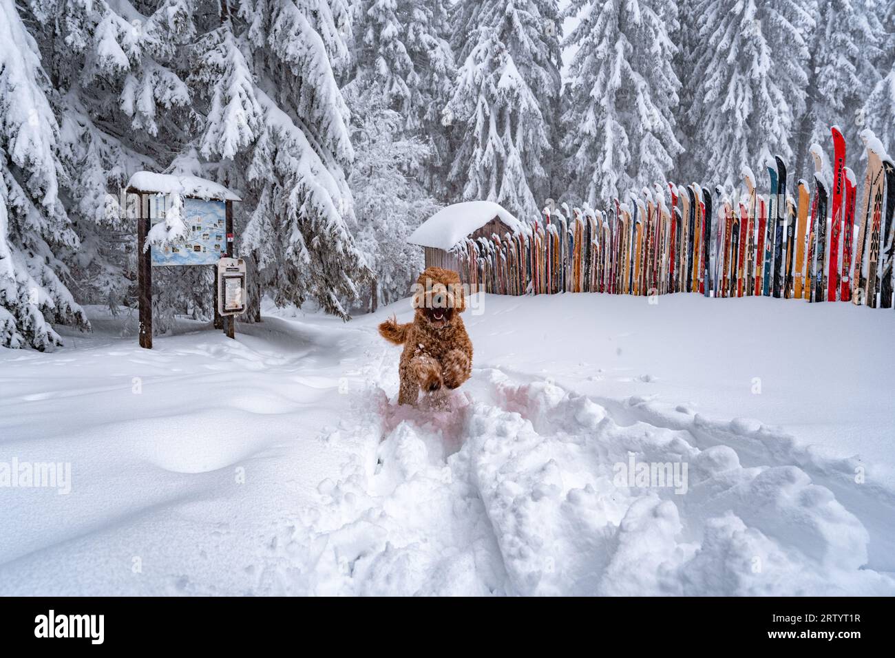 Deutschland alpen berge landschaft hund -Fotos und -Bildmaterial in ...