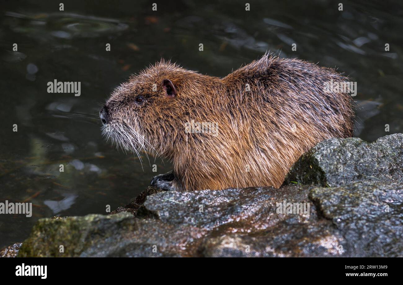 Schwanz der ratte -Fotos und -Bildmaterial in hoher Auflösung – Alamy