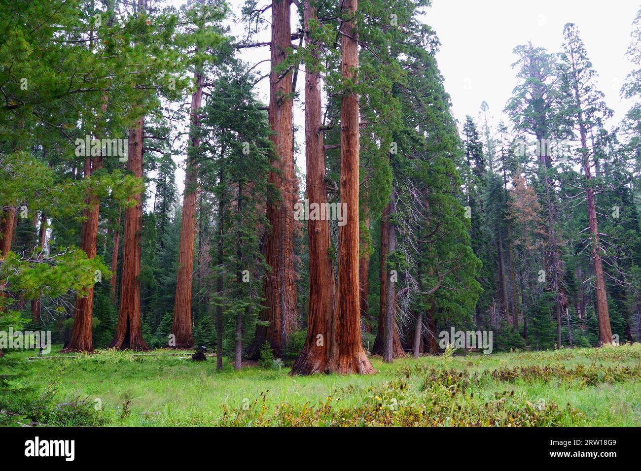 The giant forest -Fotos und -Bildmaterial in hoher Auflösung – Alamy