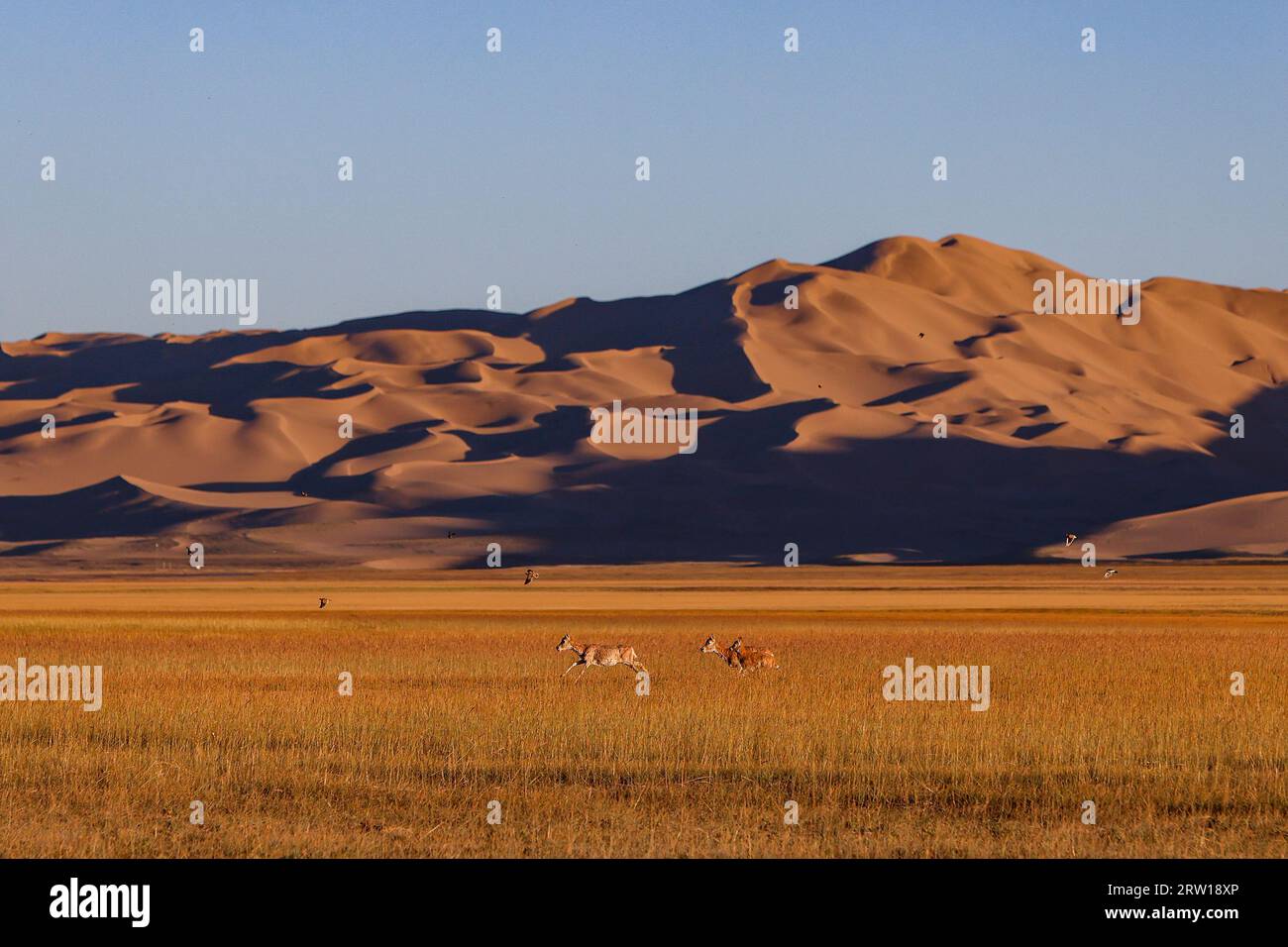 Ruoqiang. September 2023. Dieses Foto, das am 12. September 2023 ...