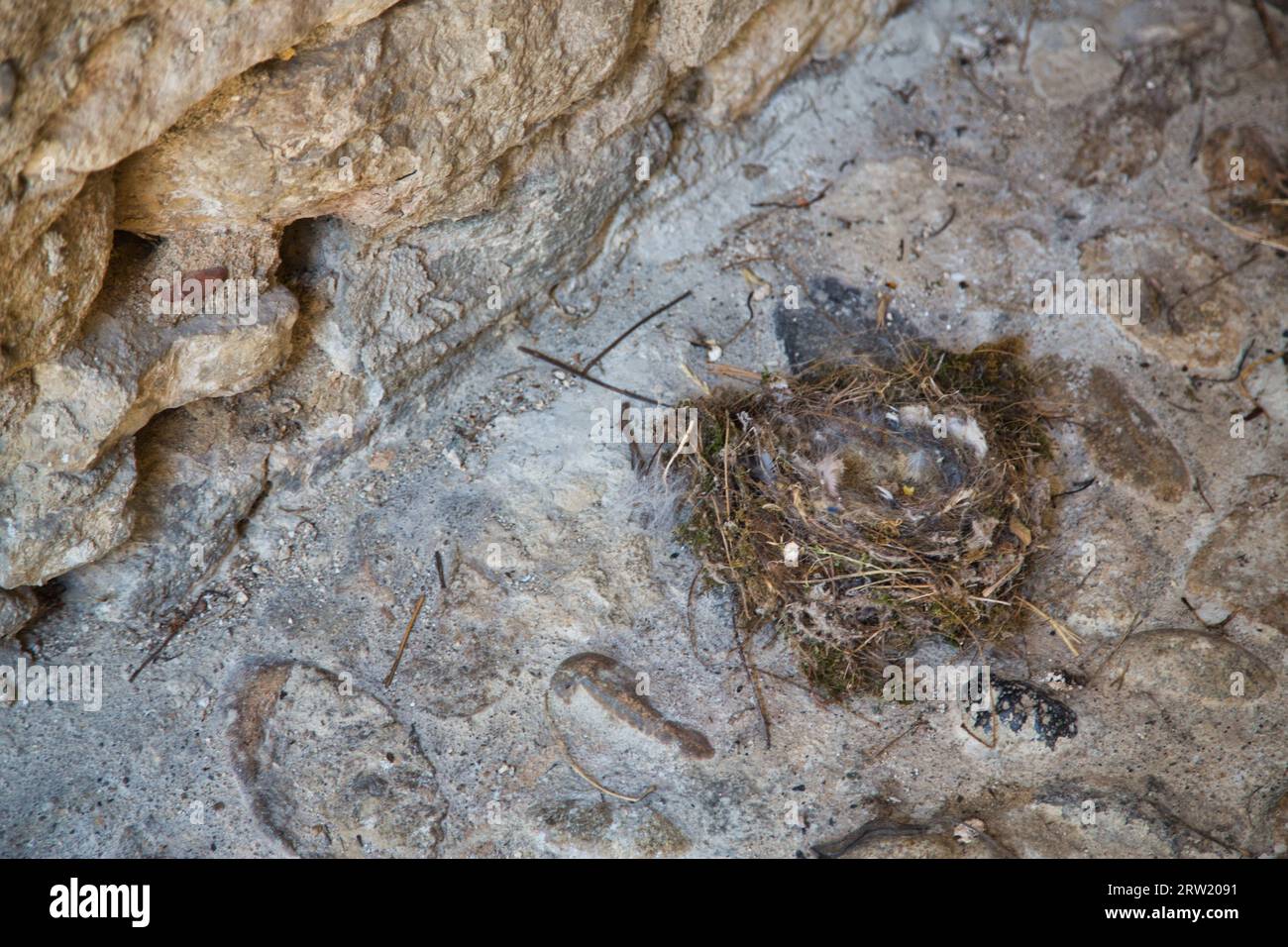 Gefallenes nest -Fotos und -Bildmaterial in hoher Auflösung – Alamy
