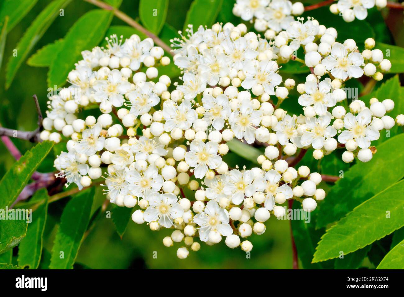 Eberesche (sorbus aucuparia), Nahaufnahme der ersten Blüten, die sich ...
