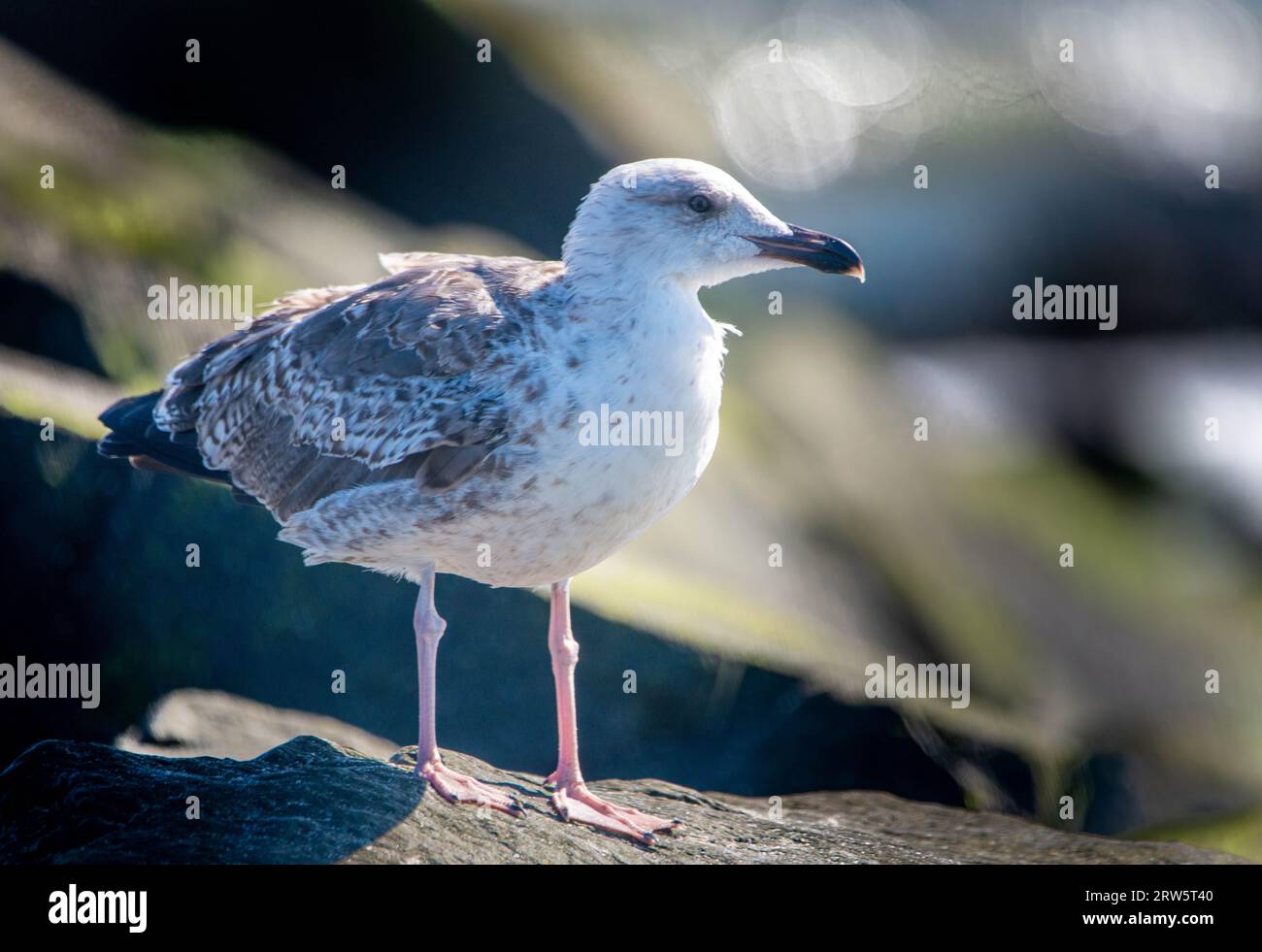 Cape May, Usa. September 2023. Eine Möwe spaziert entlang des Steges ...