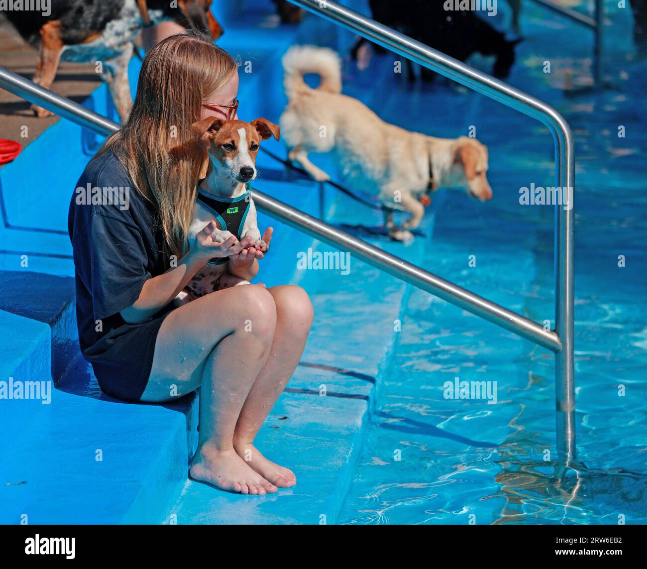 Magdeburg, Deutschland. September 2023. Hund Oskar sitzt auf Geliebter ...