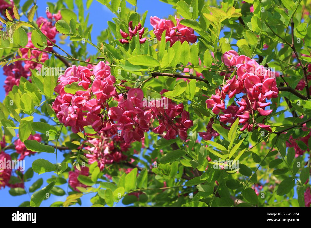 Rosa akazien -Fotos und -Bildmaterial in hoher Auflösung – Alamy