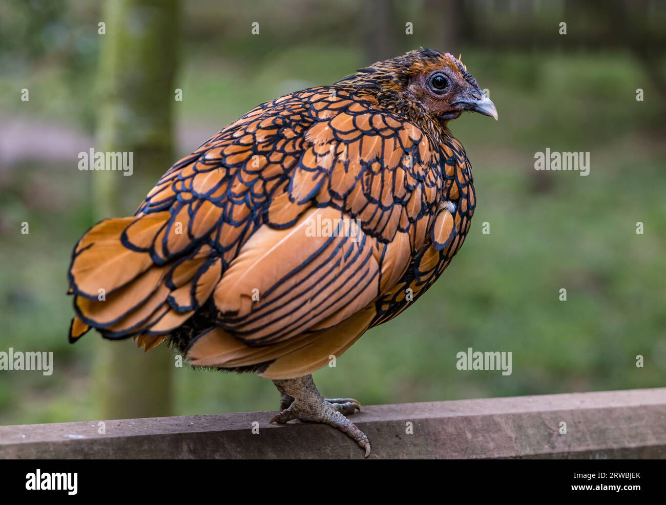 Sebright chicken -Fotos und -Bildmaterial in hoher Auflösung – Alamy