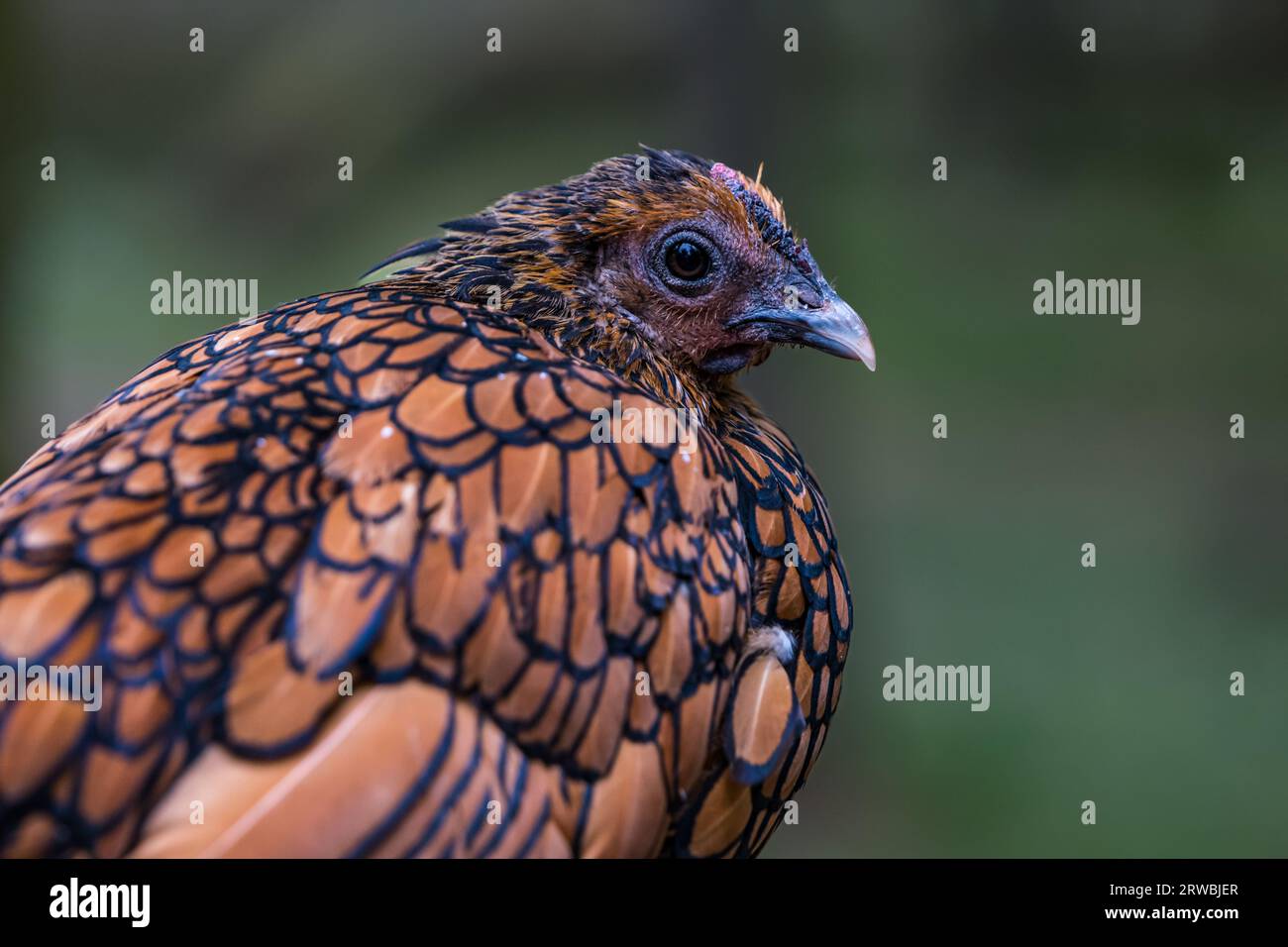 Sebright chicken -Fotos und -Bildmaterial in hoher Auflösung – Alamy