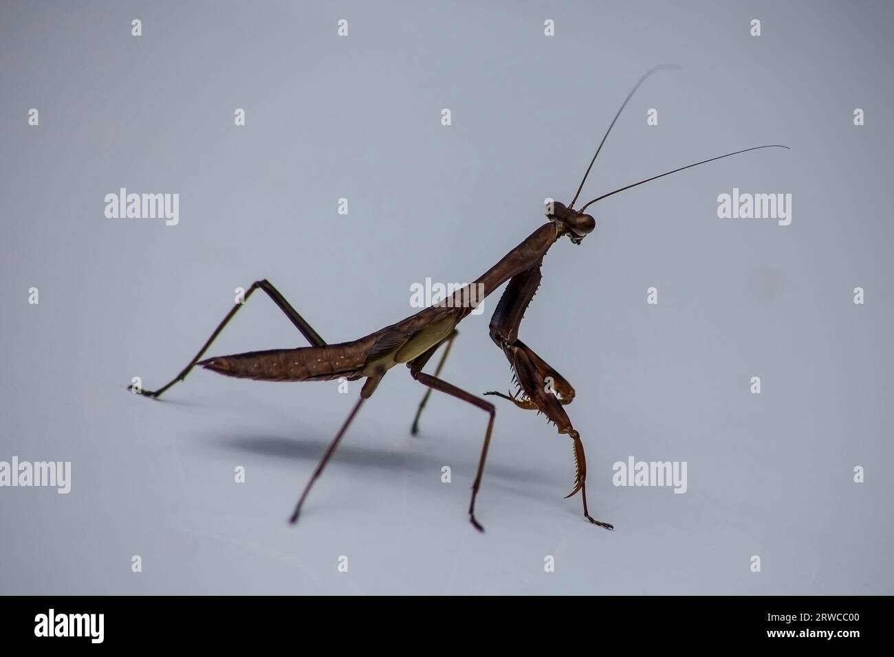 Flying mantis -Fotos und -Bildmaterial in hoher Auflösung – Alamy