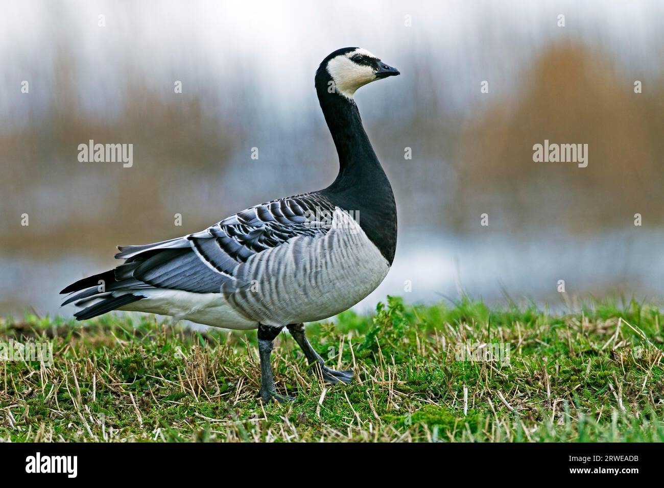 Barnakelgans (Branta leucopsis), die Goslings, wie alle Gänse, werden ...