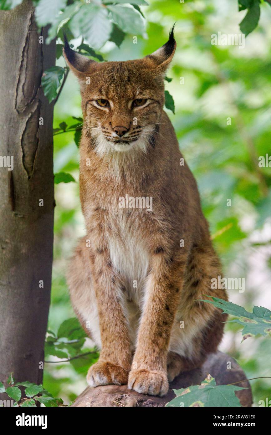 19. September 2023, Bayern, Nürnberg: Ein Eurasischer Luchs (Lynxlynx ...