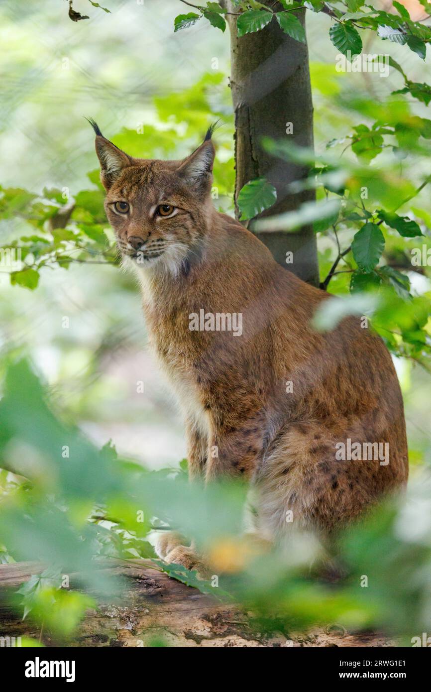 19. September 2023, Bayern, Nürnberg: Ein Eurasischer Luchs (Lynxlynx ...