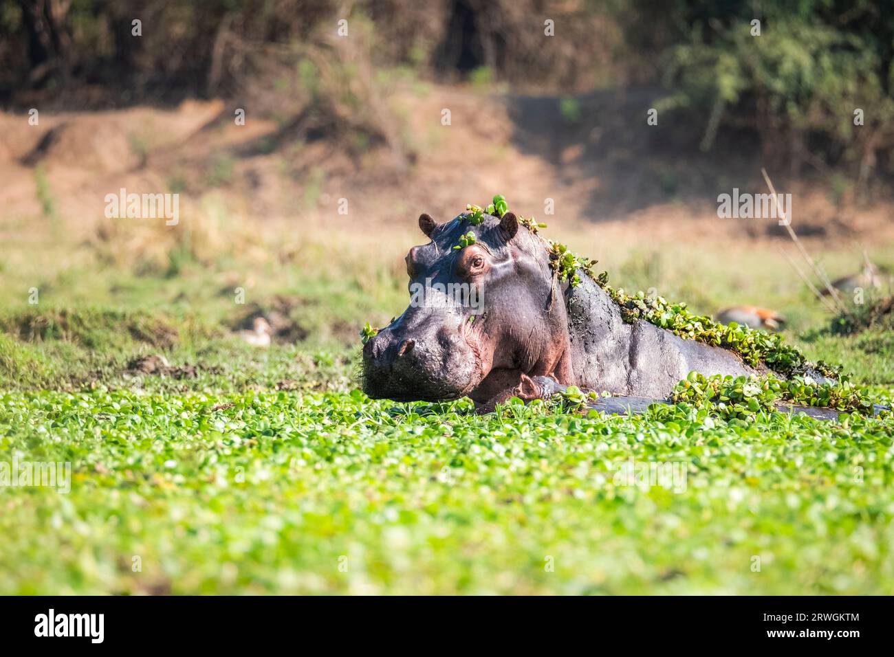 Amphibious mammals -Fotos und -Bildmaterial in hoher Auflösung – Alamy