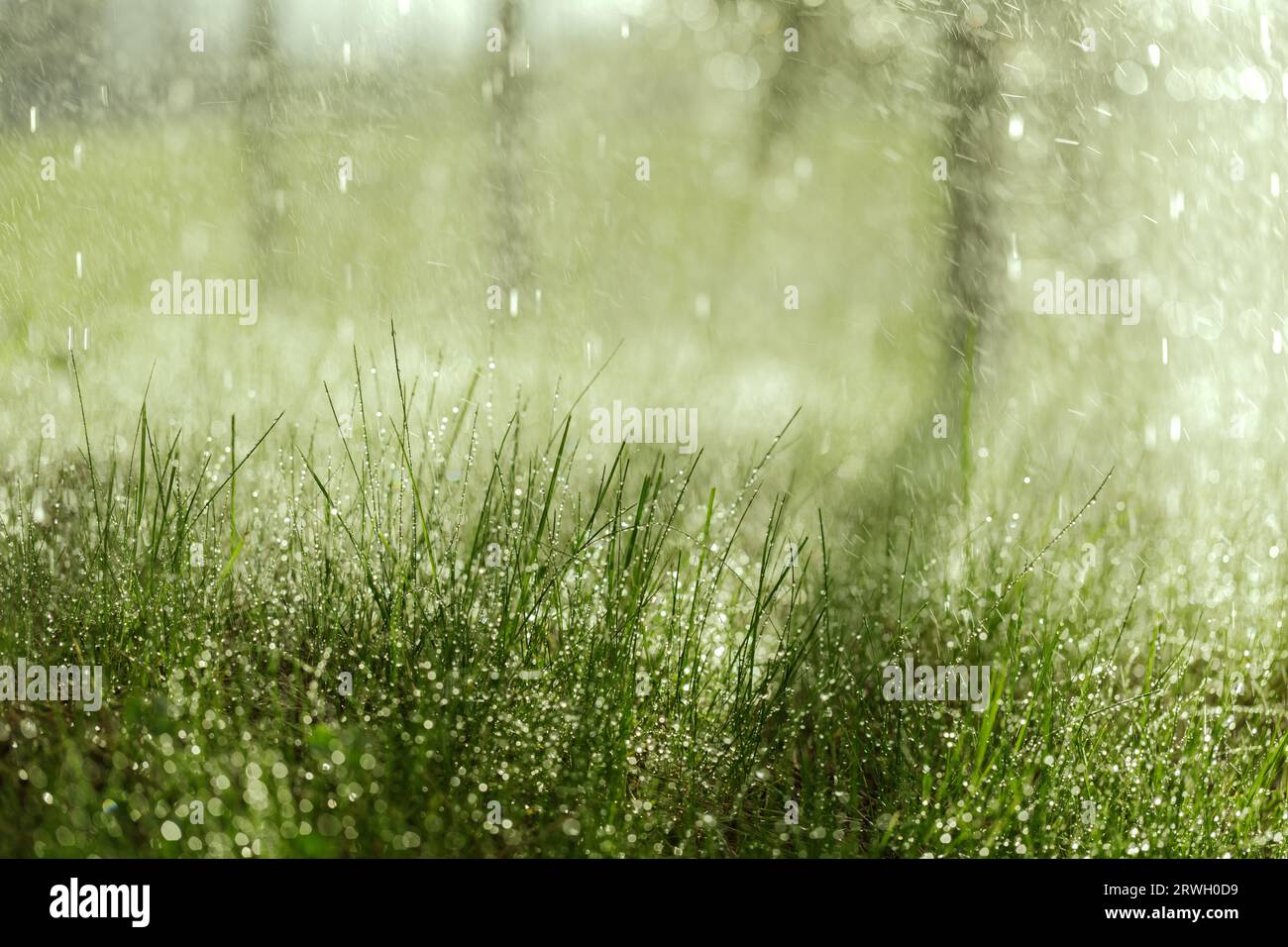 Schönes frisches und saftiges grünes Gras und tropfender Regen abstrakt ...