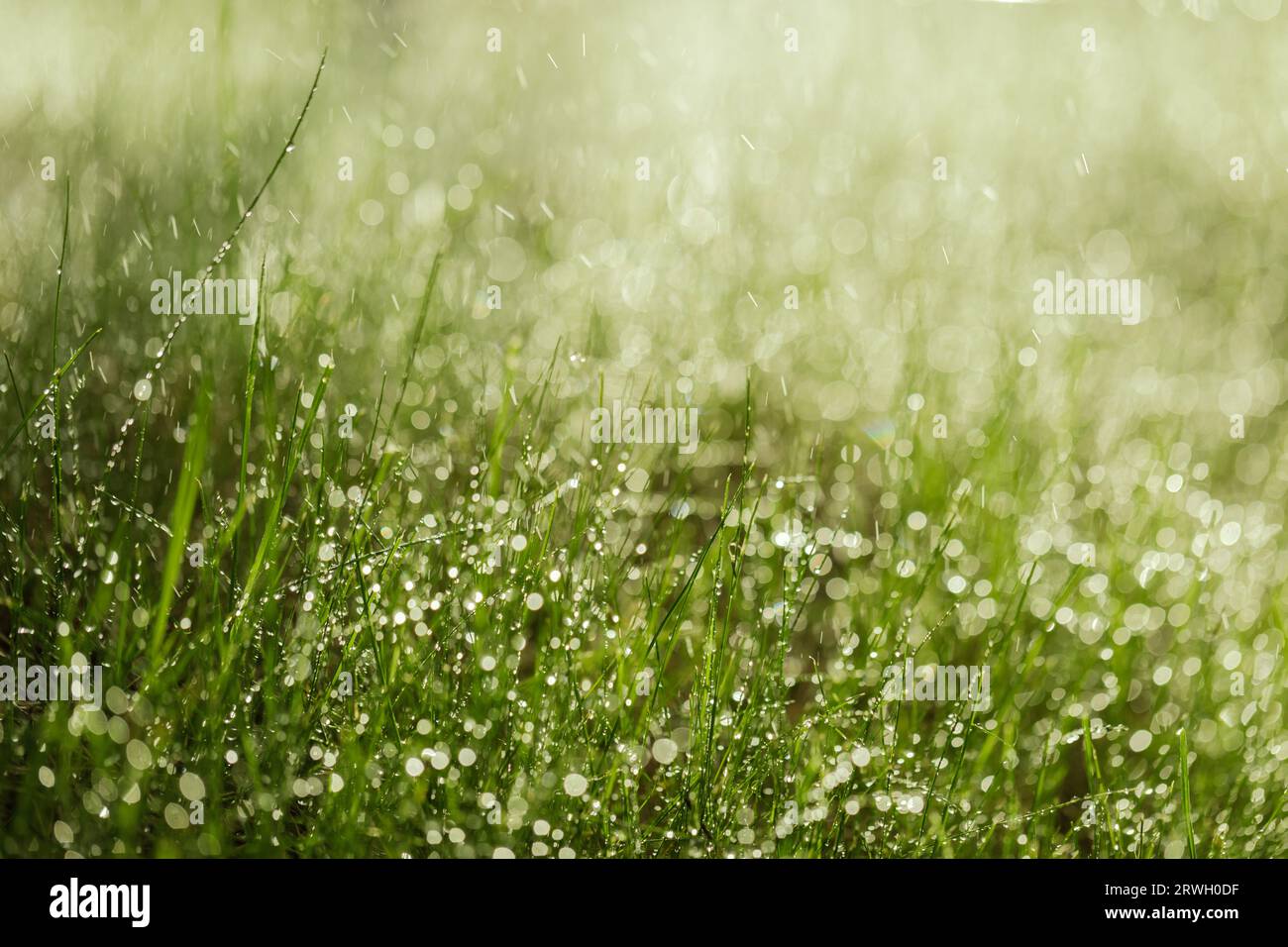 Schönes frisches und saftiges grünes Gras und tropfender Regen abstrakt ...