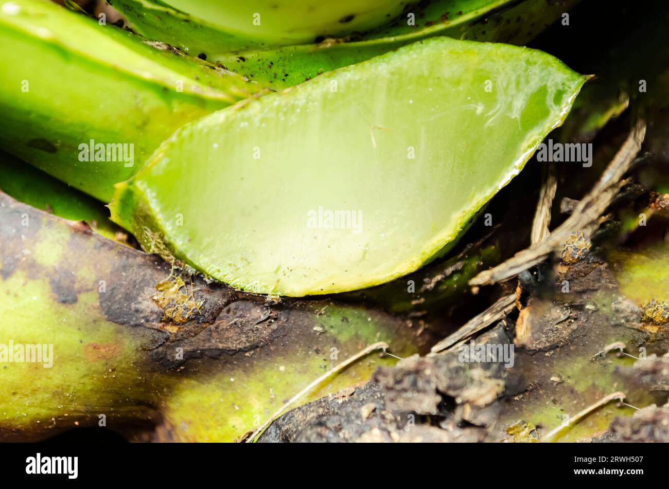 Laubblatt querschnitt -Fotos und -Bildmaterial in hoher Auflösung – Alamy