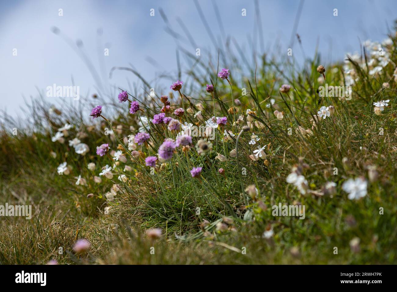 Die Howth-Halbinsel, Dublin, die Fauna und Flora in Makro- und ...