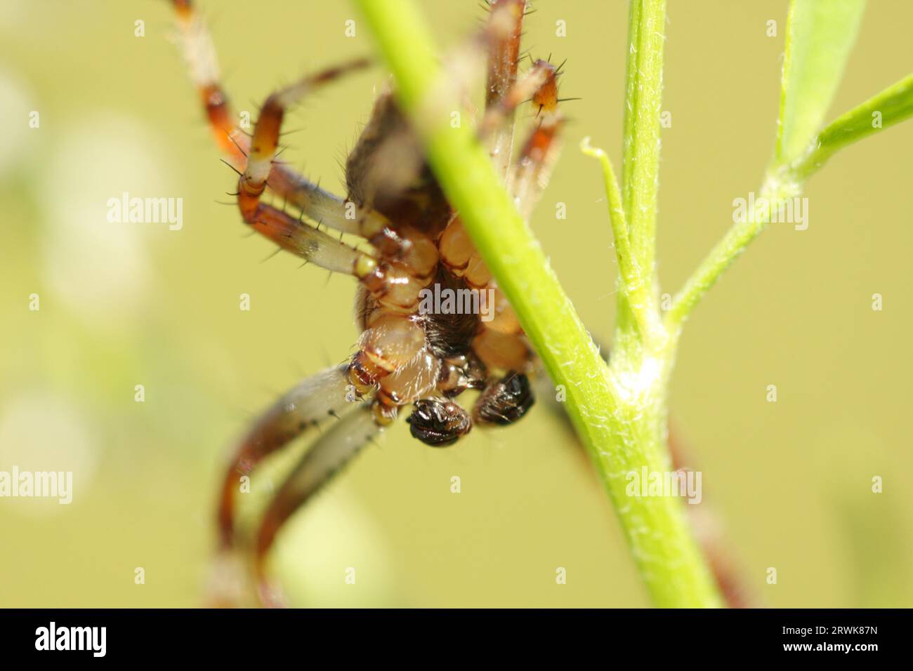 Spinne horror -Fotos und -Bildmaterial in hoher Auflösung – Alamy
