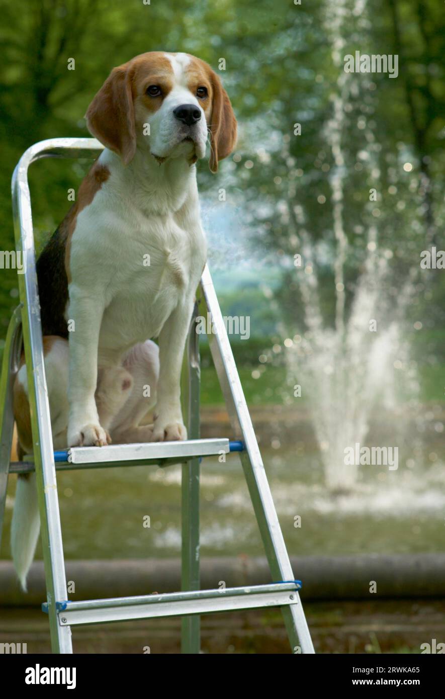 Als kleinster Rudelhund wurde der Beagle hauptsächlich in England und ...