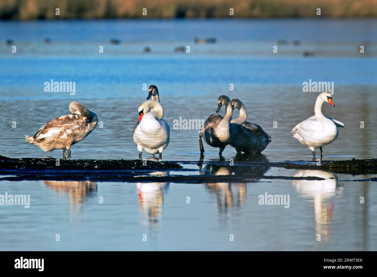 Dänemark nationalvogel -Fotos und -Bildmaterial in hoher Auflösung – Alamy