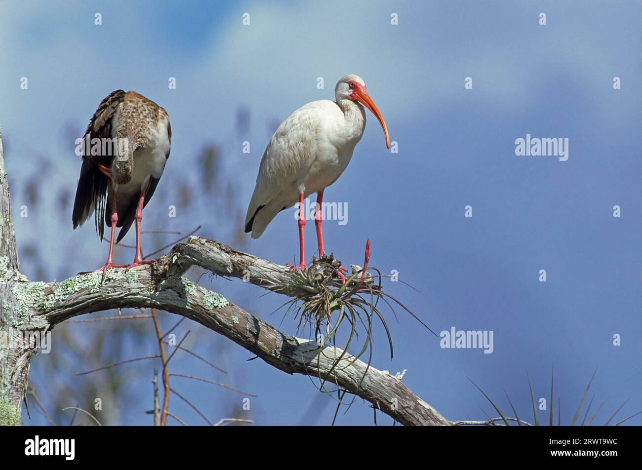 Amerikanischer weißer Ibis (Eudocimus albus) auf dem Zweig einer ...