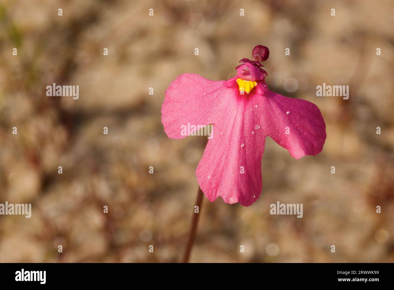 Pink Petticoat, Utricularia multifida, eine Wildblumen- und ...