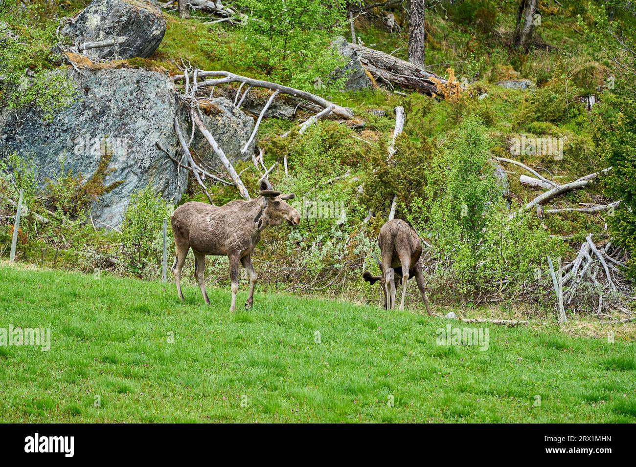 Skandinavische Moose mit Geweihen, die auf einer Wiese stehen und am ...