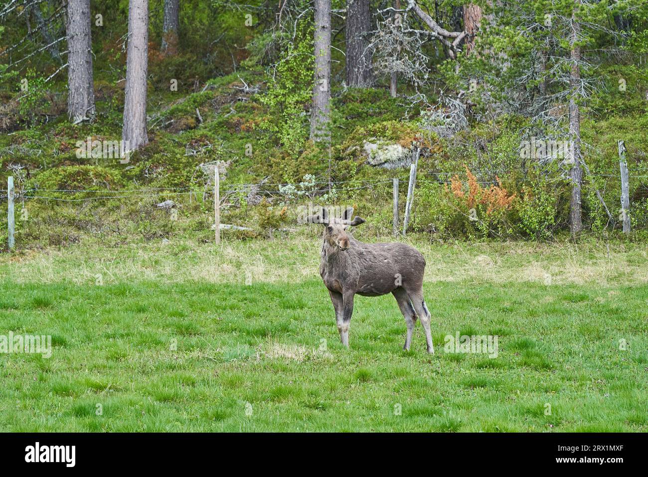 Skandinavische Moose mit Geweihen, die auf einer Wiese stehen und am ...
