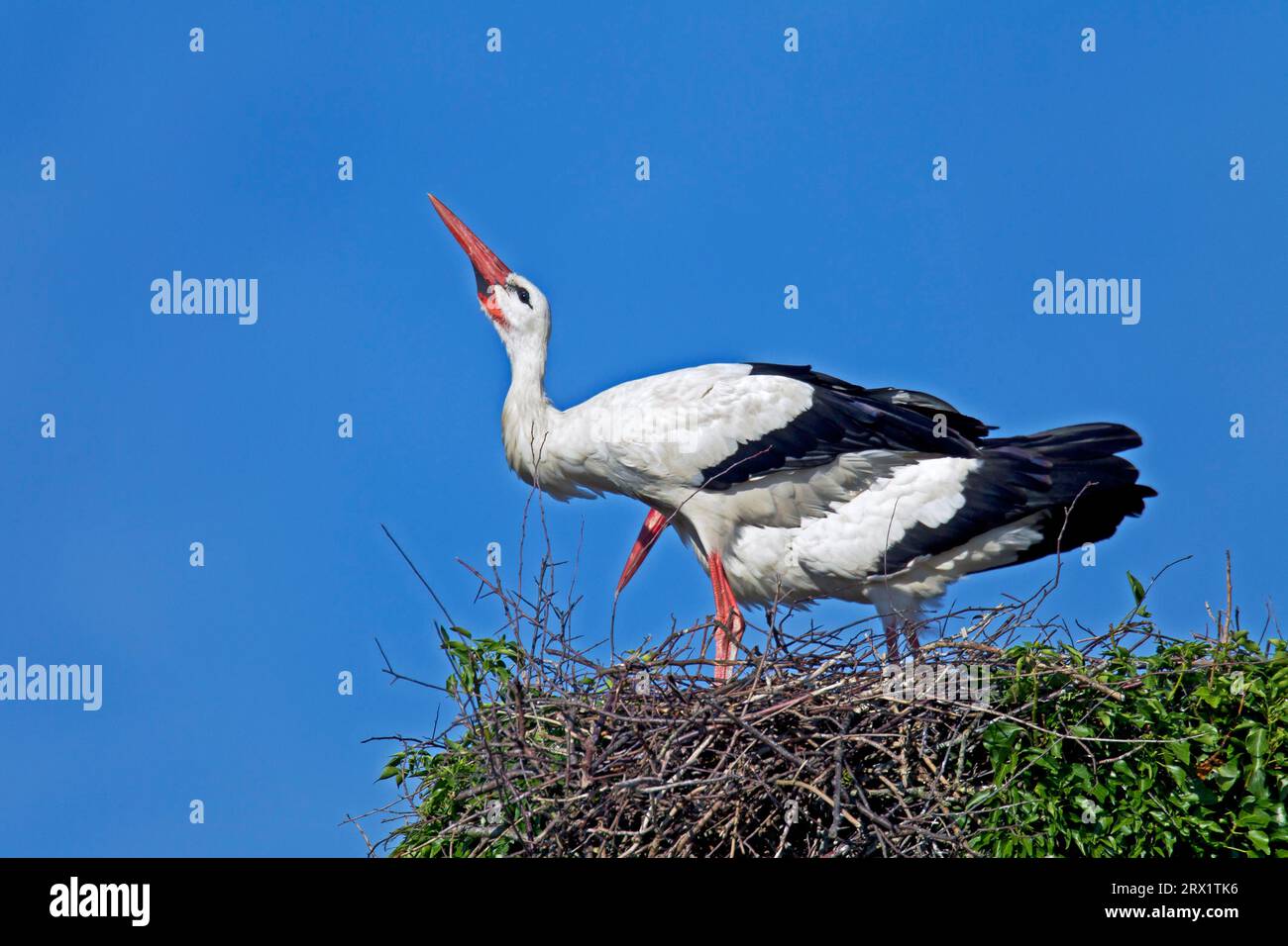 Monogame saisonehe -Fotos und -Bildmaterial in hoher Auflösung – Alamy