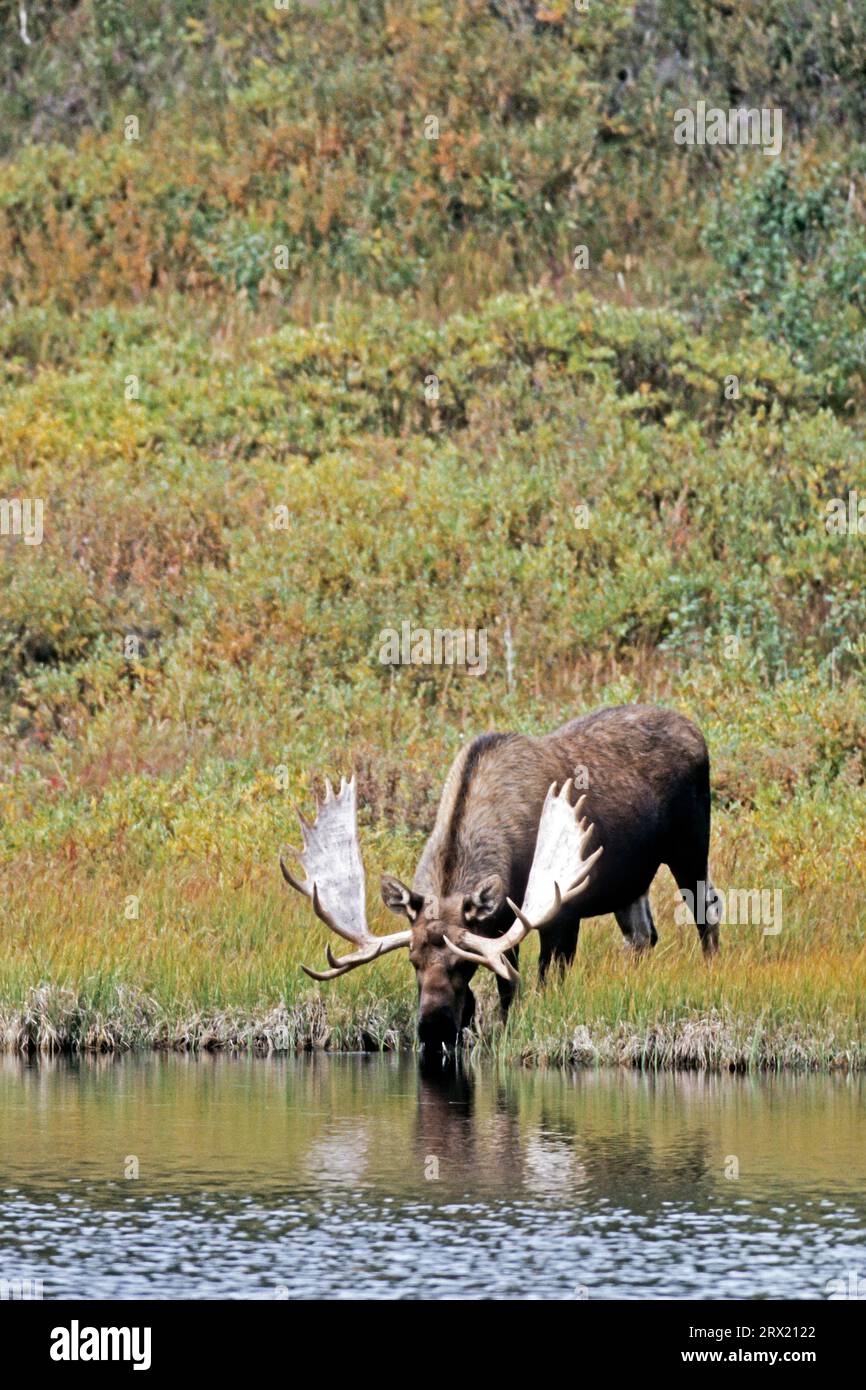 ELK, am Ende des Winters werfen die Männchen ihr Geweih (Elche aus ...