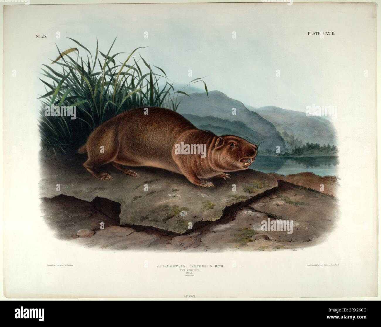 Aplodontia leporina -Fotos und -Bildmaterial in hoher Auflösung – Alamy