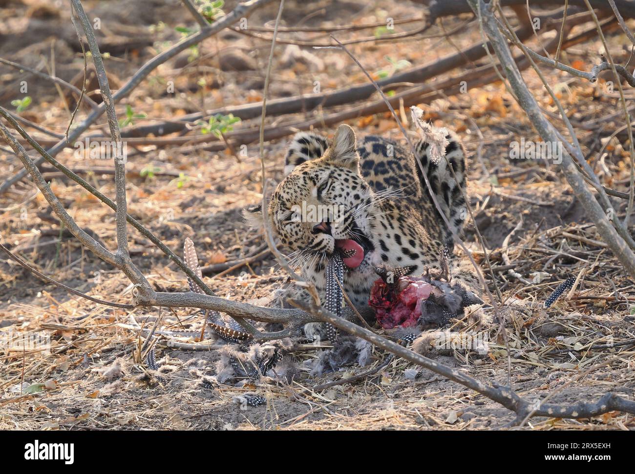 Leoparden sind territorial -Fotos und -Bildmaterial in hoher Auflösung ...