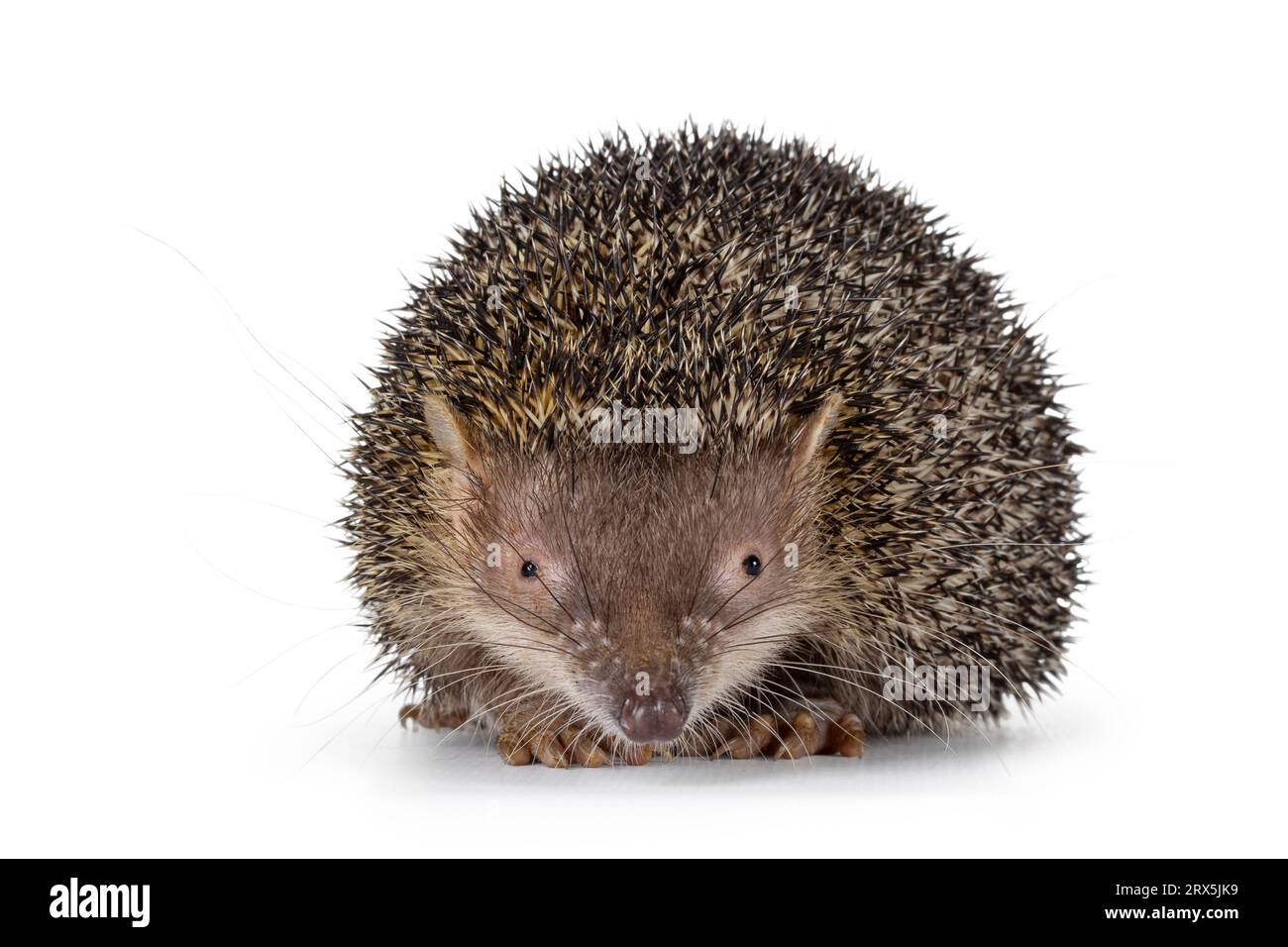 Rare hedgehog -Fotos und -Bildmaterial in hoher Auflösung – Alamy
