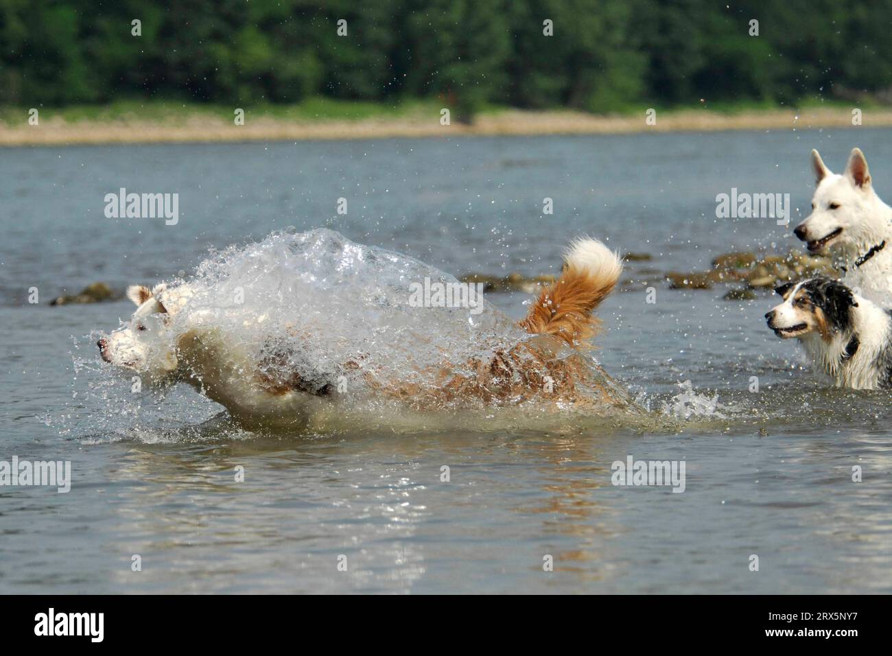 Ins wasser springen -Fotos und -Bildmaterial in hoher Auflösung – Alamy
