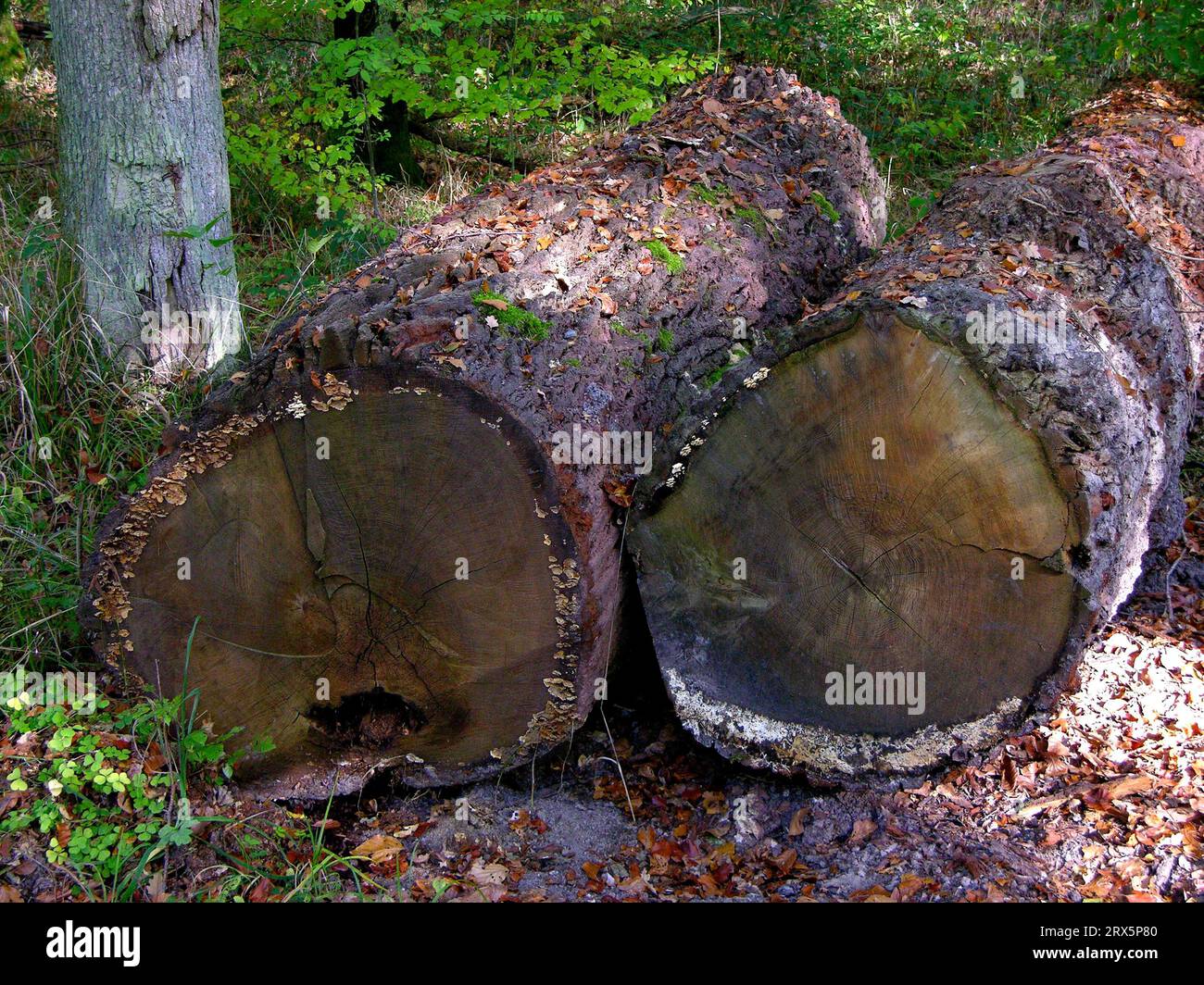 Oak tree log two -Fotos und -Bildmaterial in hoher Auflösung – Alamy