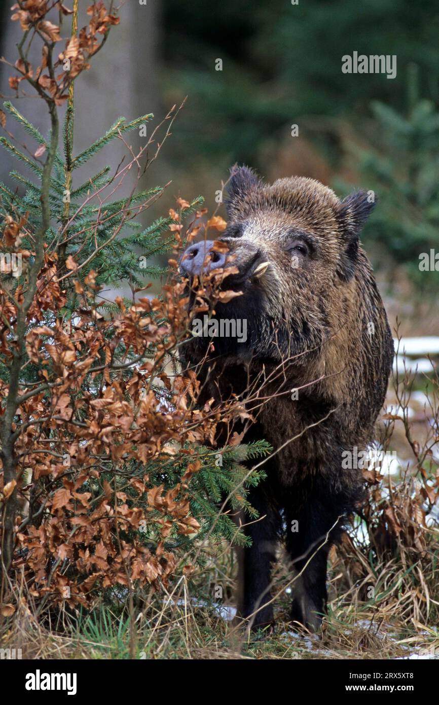 Tier protein -Fotos und -Bildmaterial in hoher Auflösung – Alamy