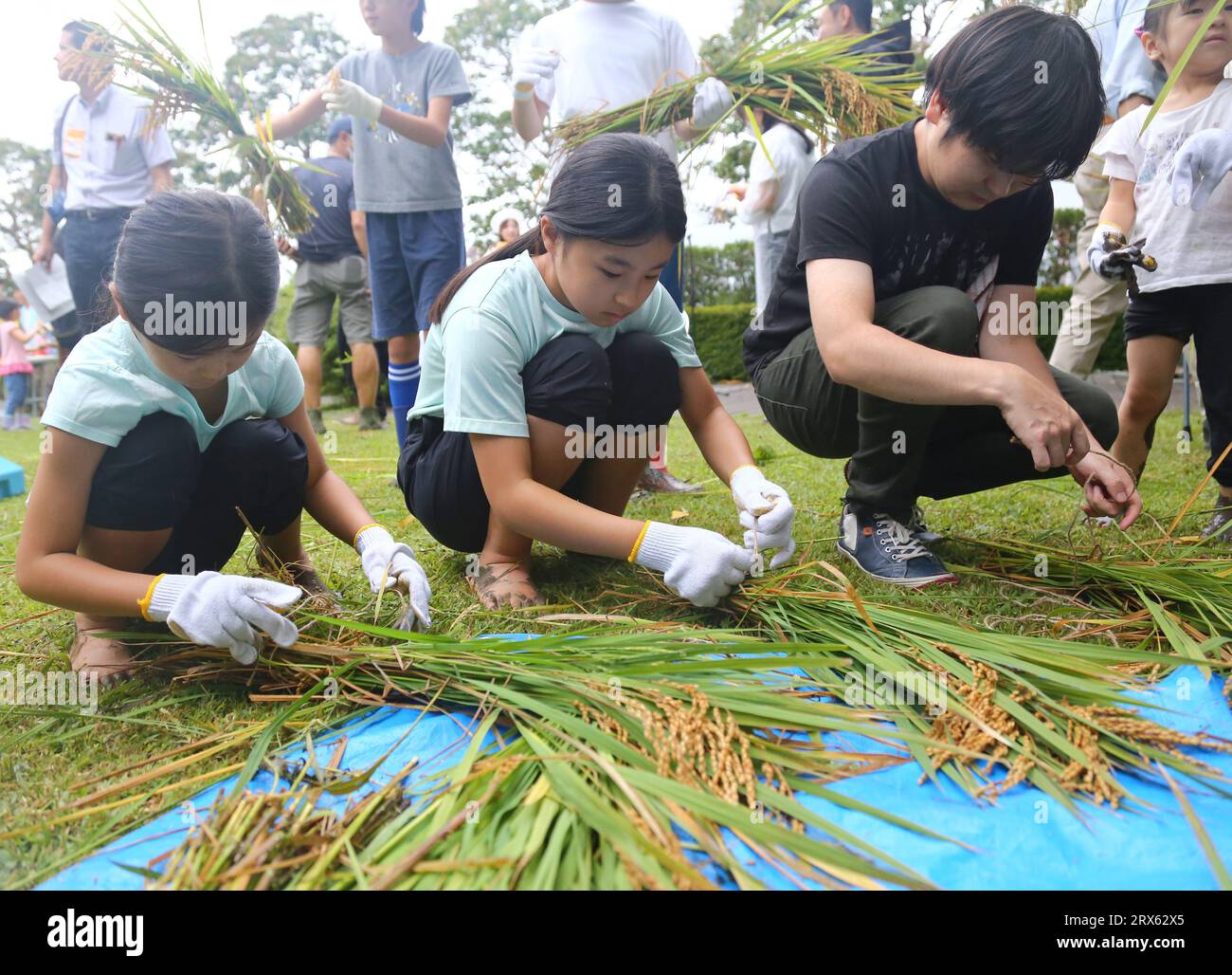 Tokio, Japan. September 2023. Kinder lernen, geernteten Reis im ...